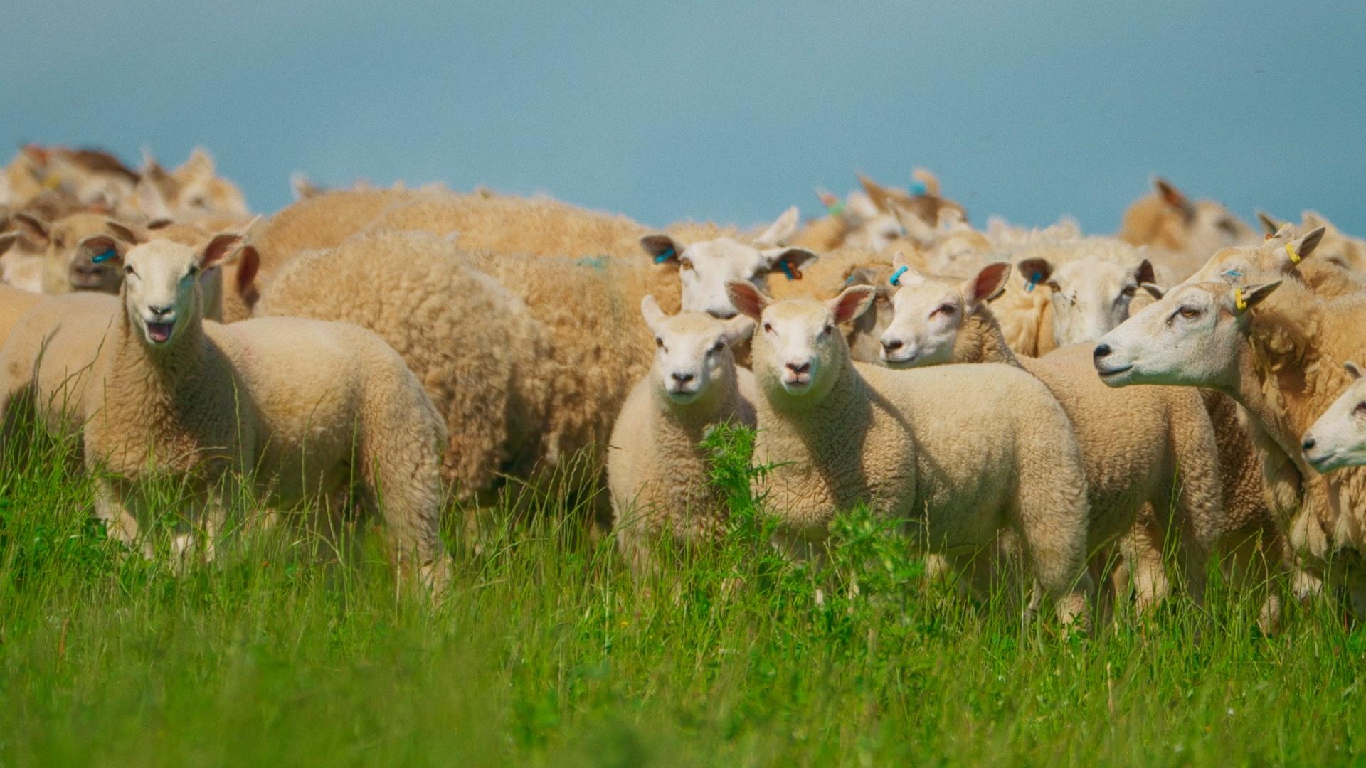 Shear Force: How Sheep Reshaped Scotland | Human Footprint | THIRTEEN ...