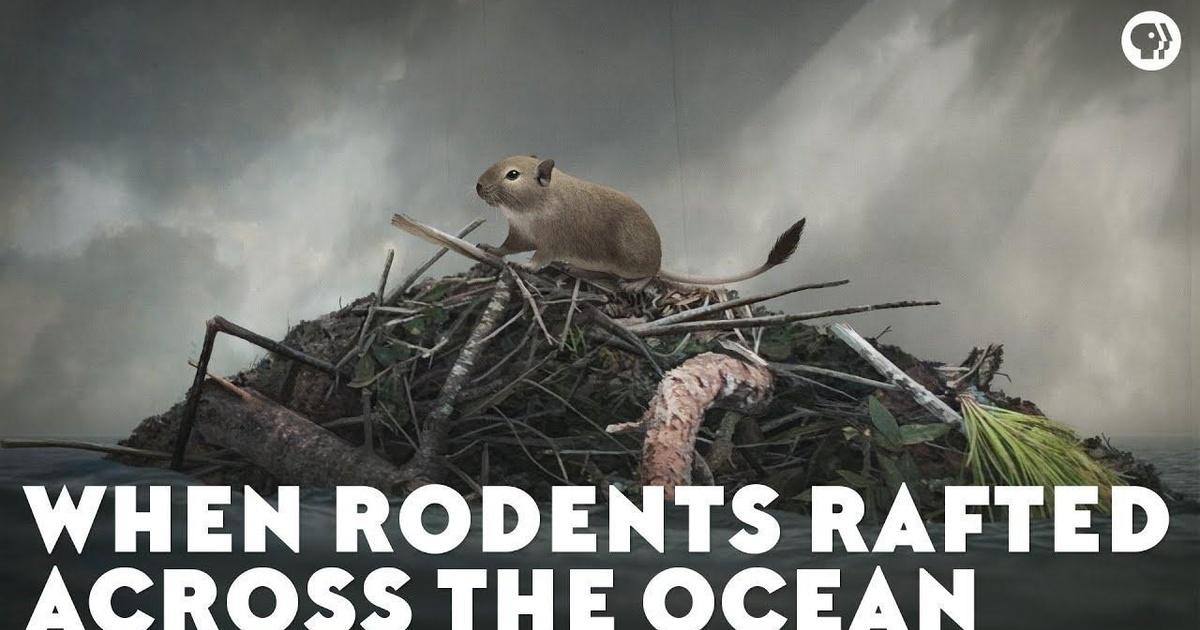 Eons | When Rodents Rafted Across the Ocean | Season 2 | Episode 1 | PBS