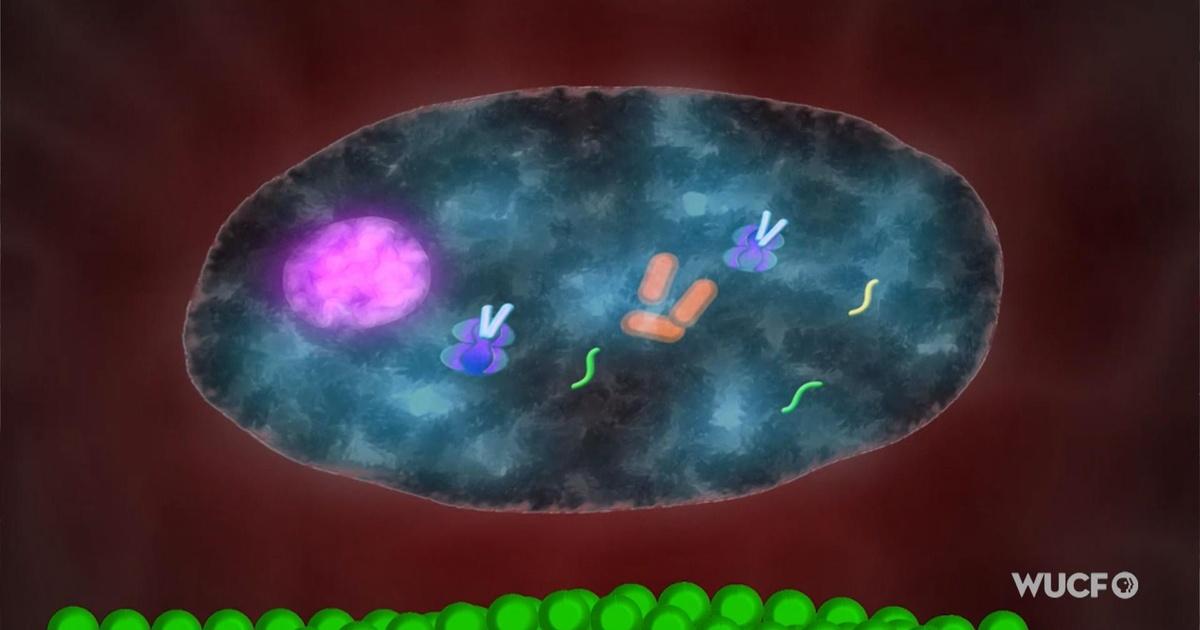 SCIENCE! | Killing Cancer Cells | Episode 17008 | PBS