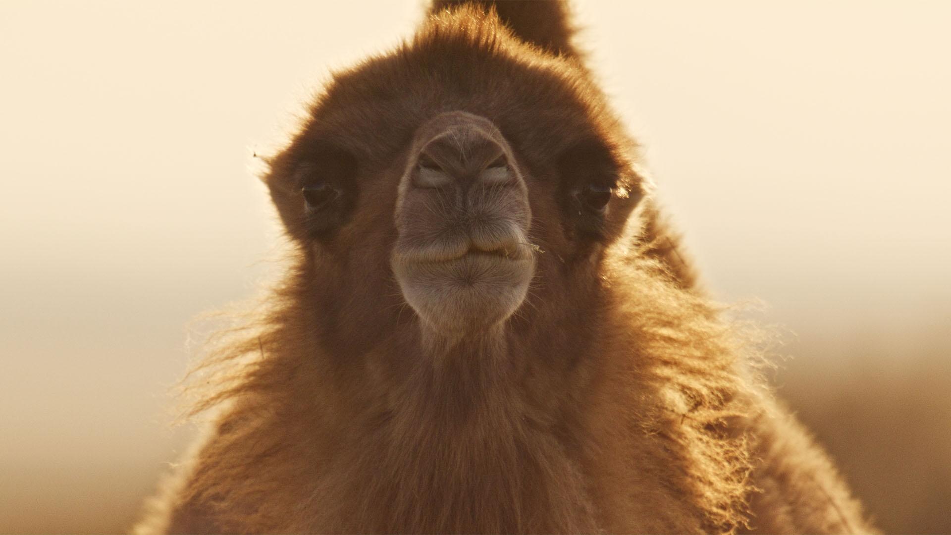 Heat | Evolution Earth | THIRTEEN - New York Public Media