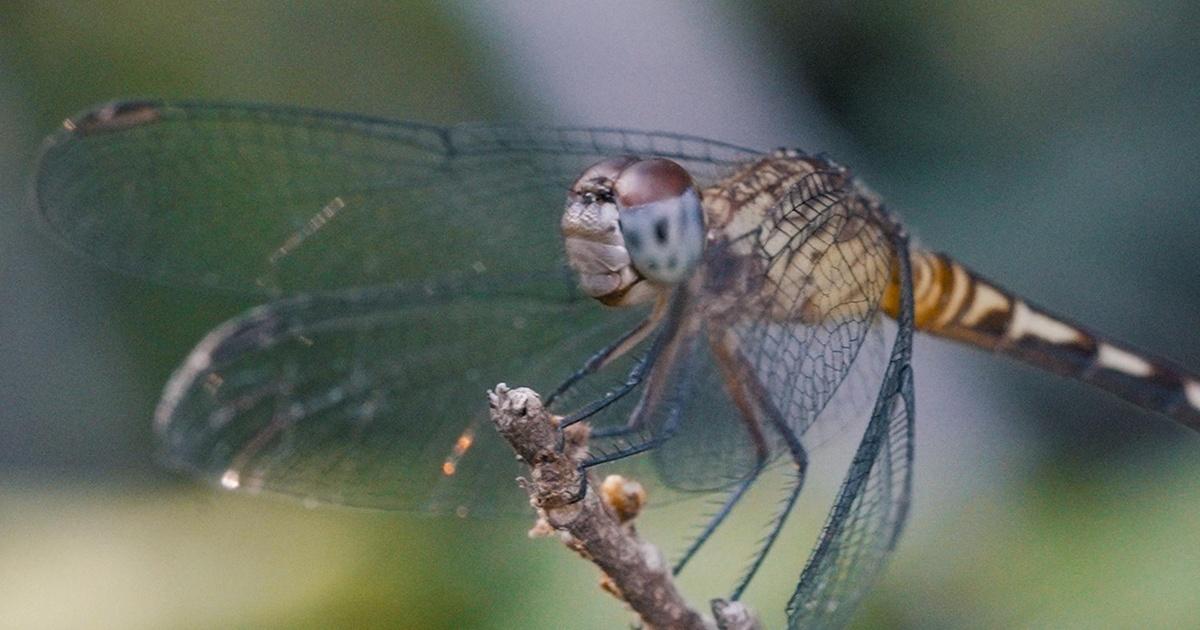 Insectarium | What Makes Dragonflies So Extraordinary | Episode 2 | PBS
