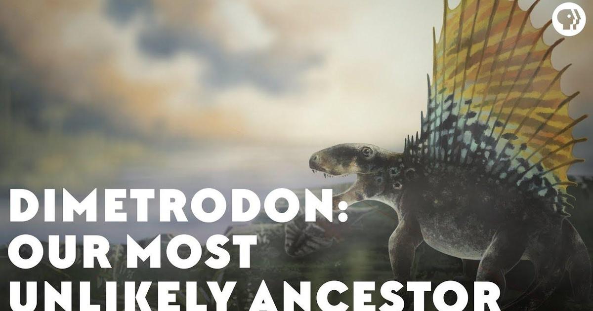 Eons | Dimetrodon: Our Most Unlikely Ancestor | Season 1 | Episode 9 | PBS