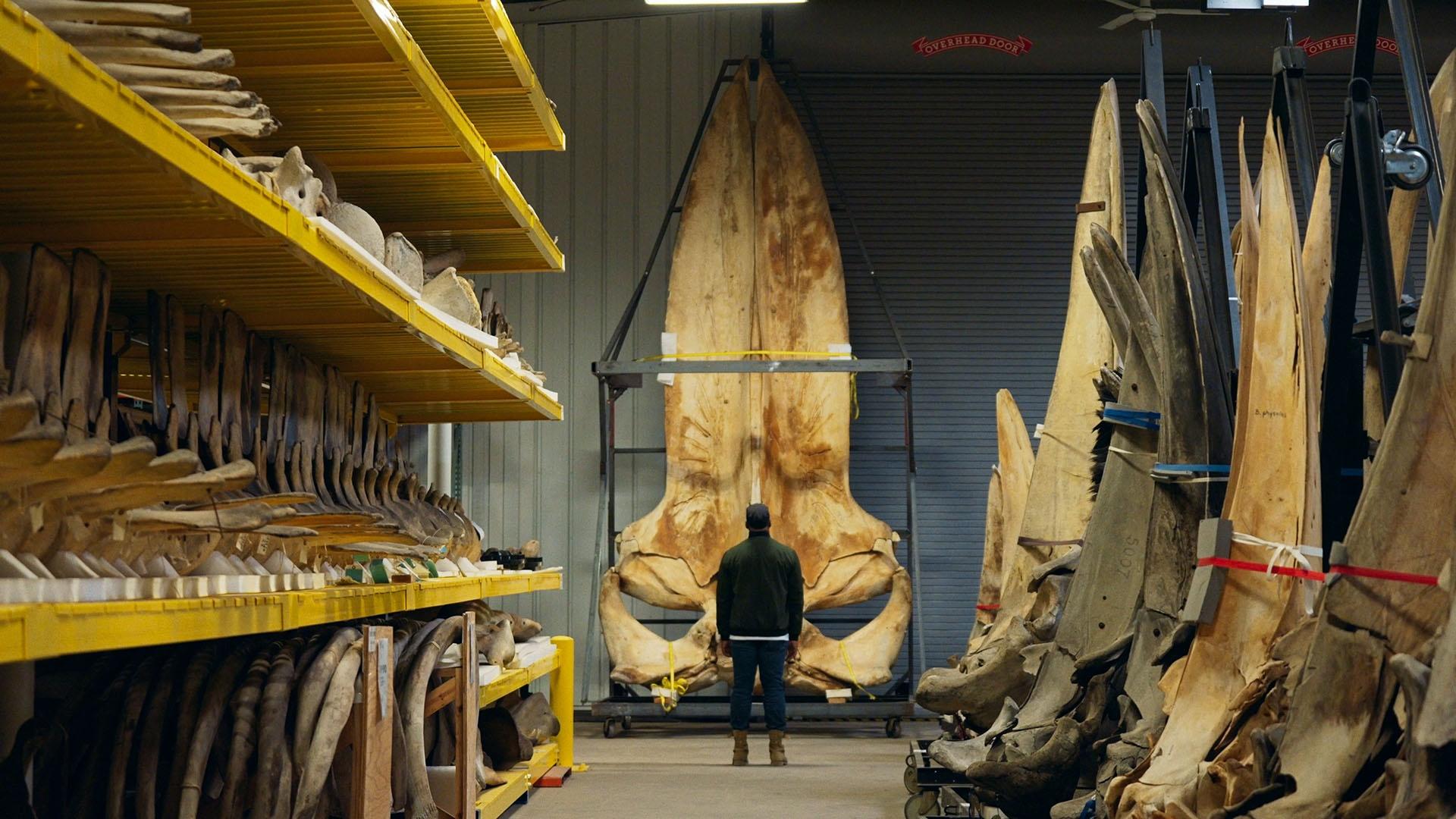Exploring the Epic Whale Warehouse with Shane | Human Footprint ...