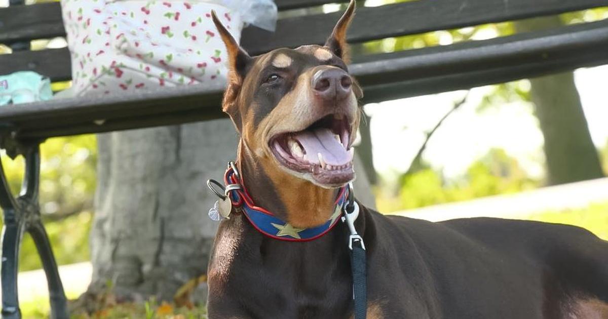 You Oughta Know | Running with the Big Dogs: Locally Sourced Canine ...