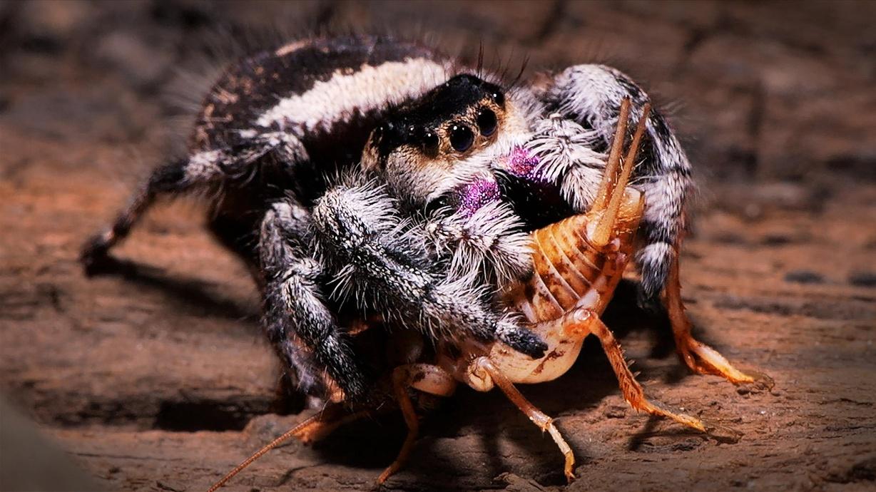This Jumping Spider Trains Itself to Kill | Watch on PBS Wisconsin