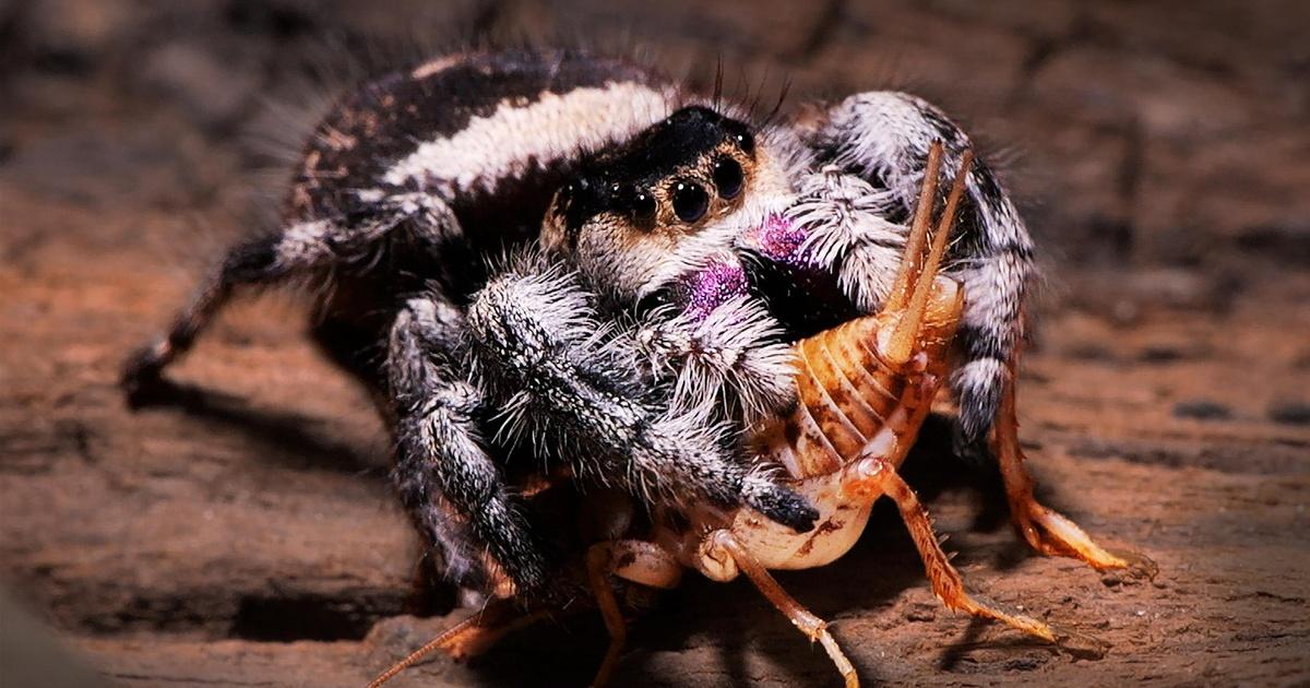 Deep Look | This Jumping Spider Trains Itself to Kill | Season 12 ...