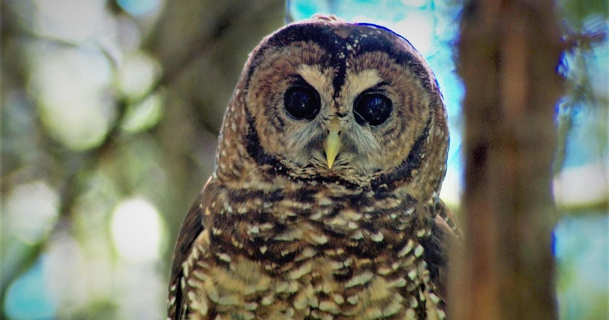 Oregon Field Guide | Oregon's Timber Wars Special | PBS