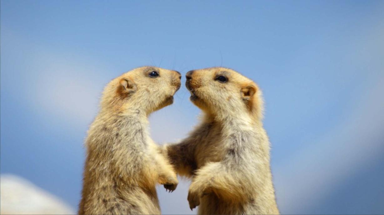 Baby Marmots Quickly Learn the Rules of the Mountain | Watch on PBS ...