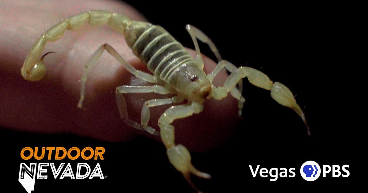 Outdoor Nevada | Frogs, Turtles and Scorpions! Oh My! | Season 7 ...