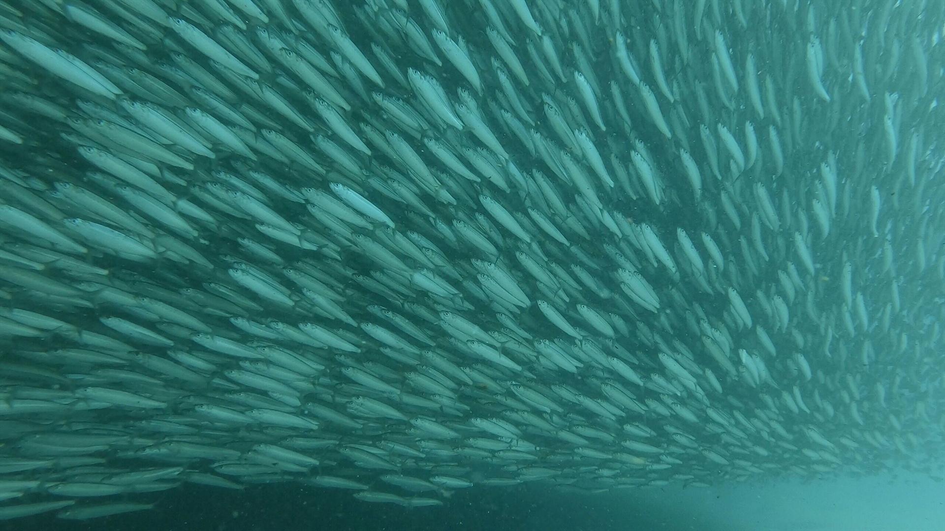 The Largest Mass Migration on the Planet | Nature | THIRTEEN - New York ...