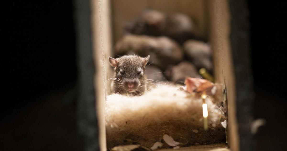 Wild Metropolis | Rats Use Their Skills to Become the Ultimate Urban ...