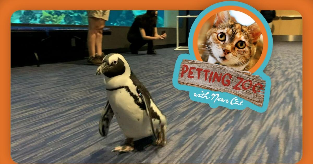 NewsDepth | Petting Zoo: Penguin Inspires Kids with Disabilities ...