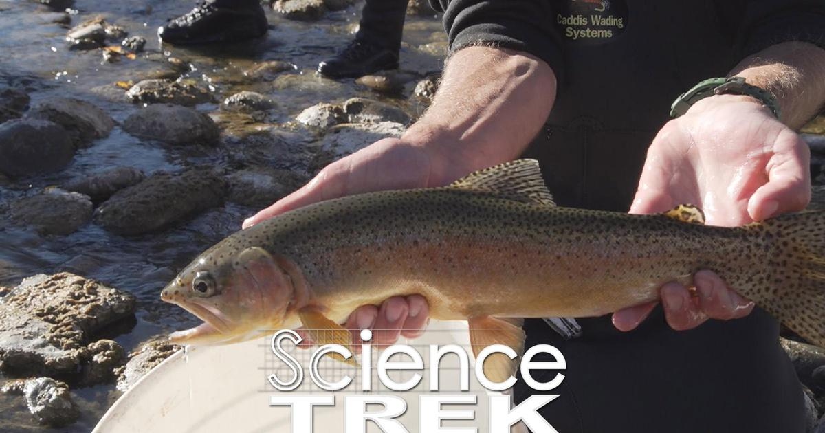 Science Trek | Fish: Shocking! Fish Facts | PBS