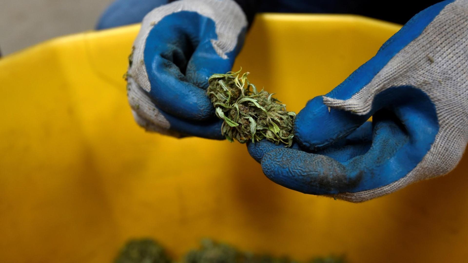 How new legislation may threaten the hemp industry’s future | PBS News ...