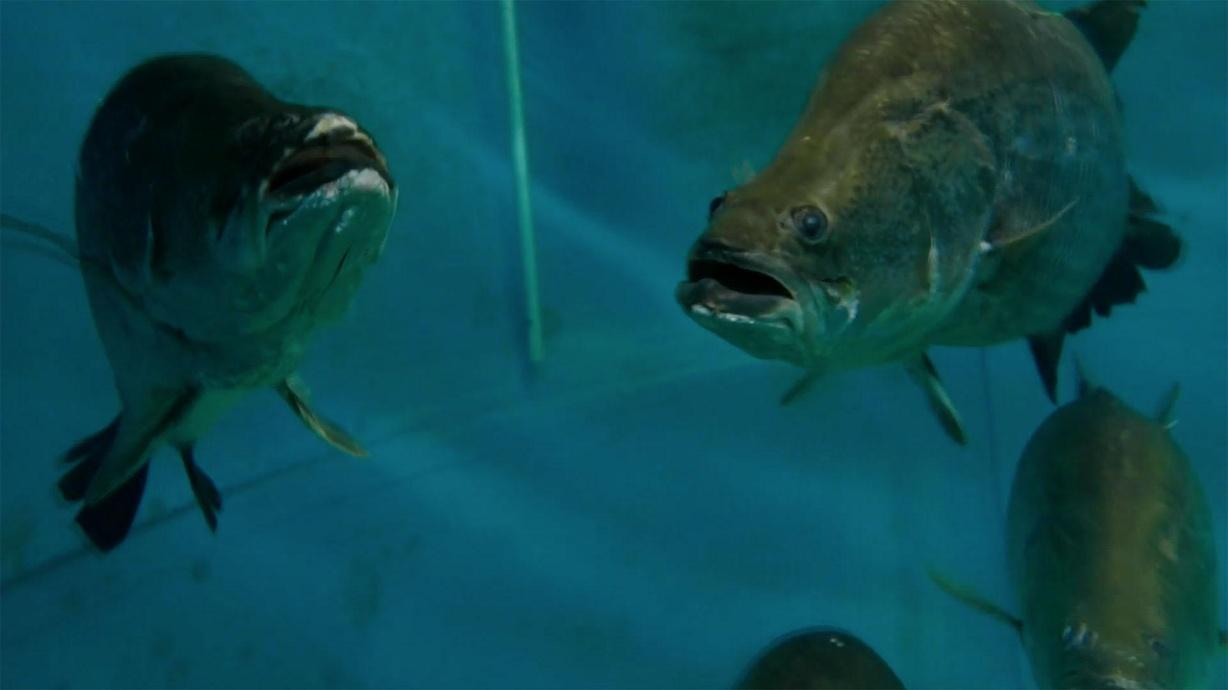 Australia's Barramundi | Watch on PBS Wisconsin