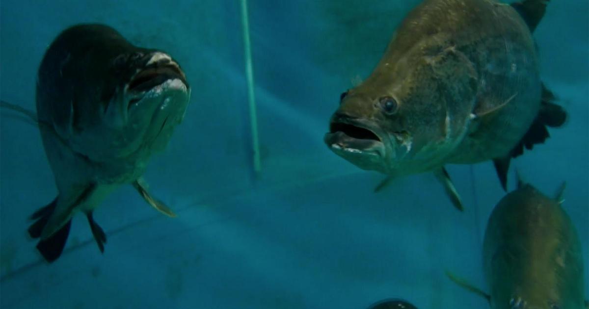 Outback | Australia's Barramundi | Episode 3 | PBS