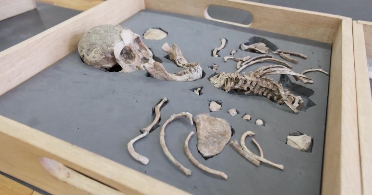 Lucy's Lasting Legacy | REUPLOAD: The Dikika Child | PBS