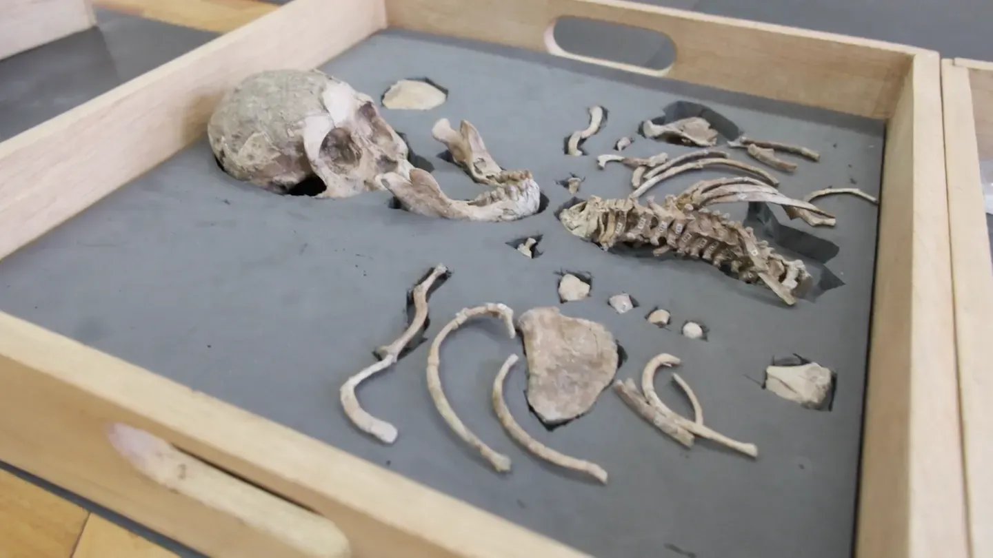 Lucy's Lasting Legacy | REUPLOAD: The Dikika Child | PBS