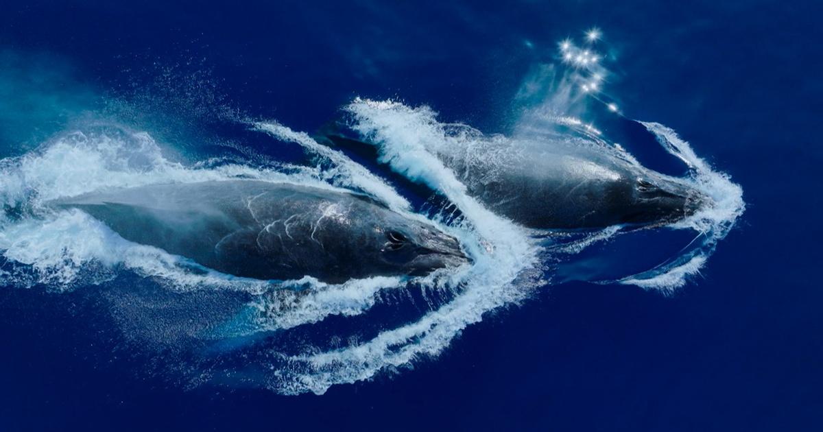 Whale with Steve Backshall | Ocean Voyagers | Episode 3 | PBS