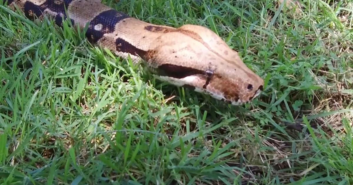 Let's Learn | SNAKE AND LIZARD | PBS