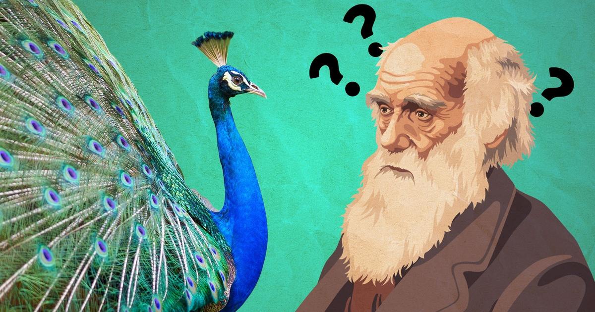 Be Smart | The Surprising Power of Sex in Evolution | Season 12 ...