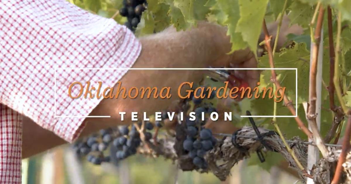 Oklahoma Gardening | Oklahoma Gardening September 23, 2023 | Season 50 ...