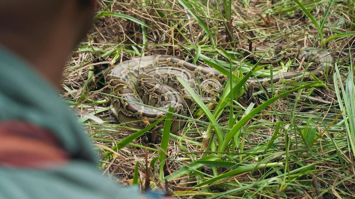 Tracking a Burmese Python with Biologists in Florida | Human Footprint ...