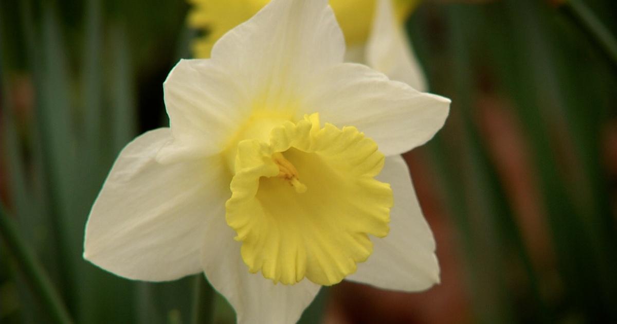 Virginia Home Grown | A legacy of daffodils | Season 23 | Episode 1 | PBS