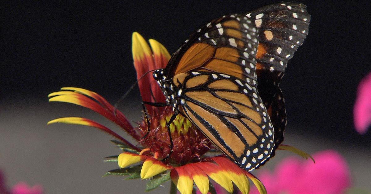 Science Trek | D4K: Butterflies | PBS