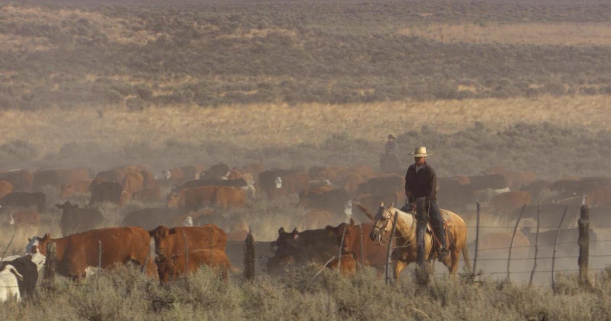 Oregon Field Guide | Cattle Drives | WSIU