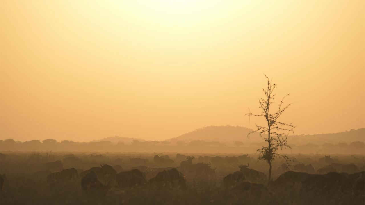 Grasslands - Evolution Earth | All Episode Broadcast Times