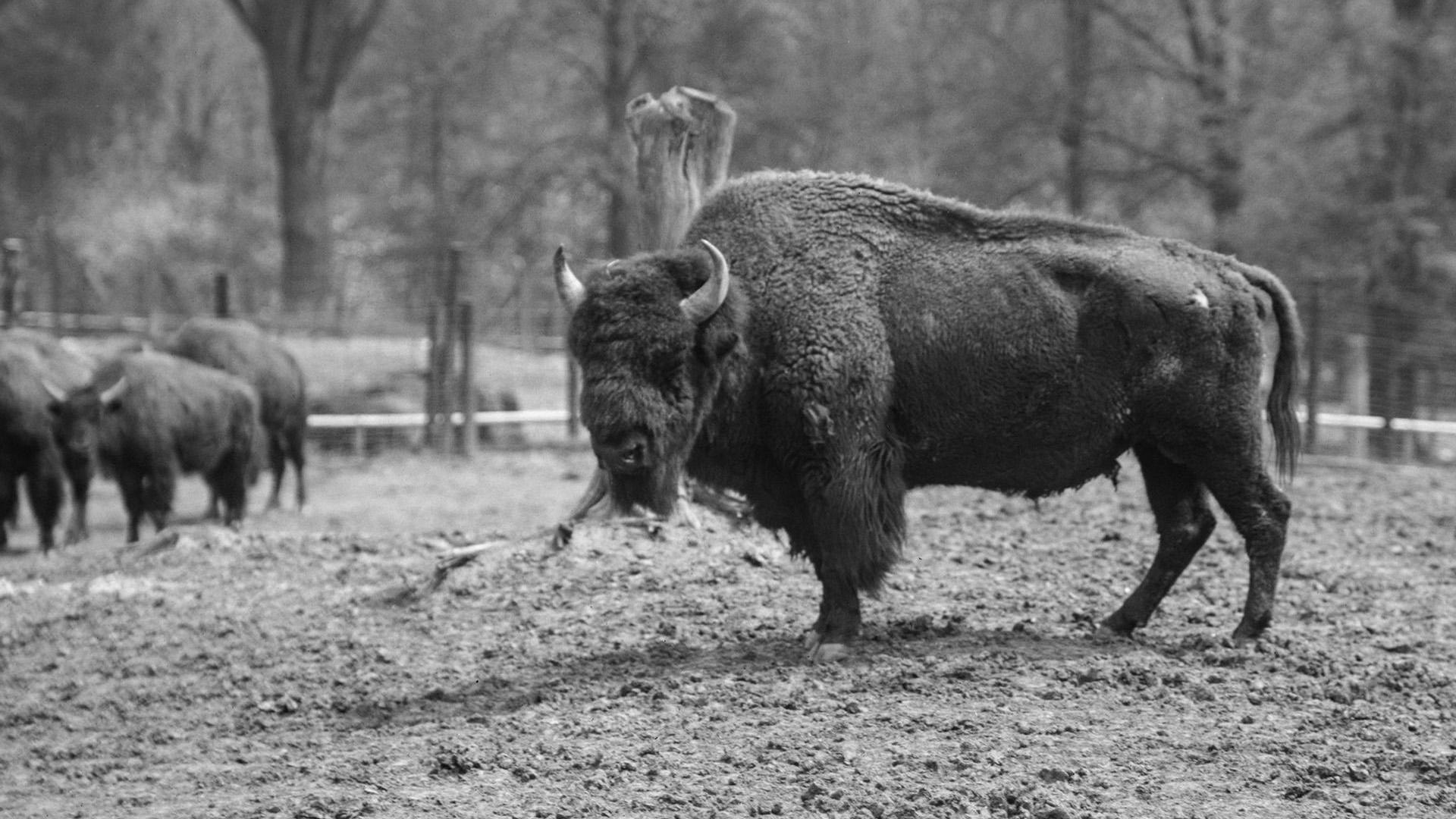 Into the Storm | The American Buffalo | THIRTEEN - New York Public Media
