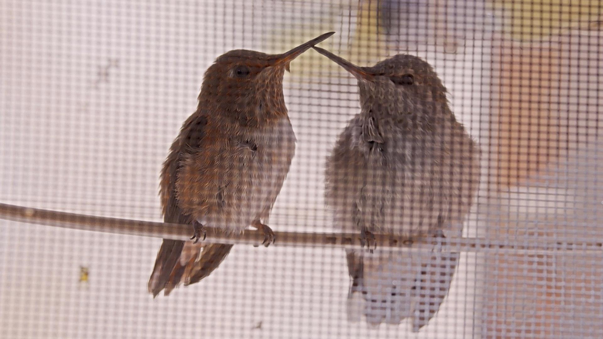 A Hummingbird Love Story | Nature | NJ PBS