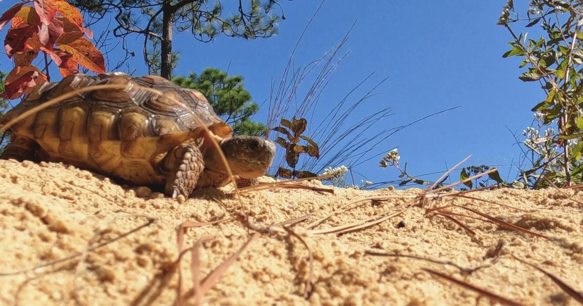 What's Wild | Threatened Species | PBS