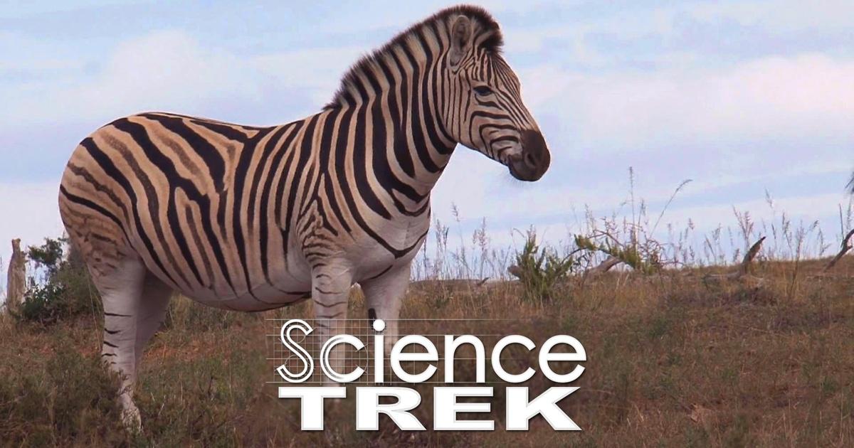 Science Trek | Skin: Animal Skin | PBS