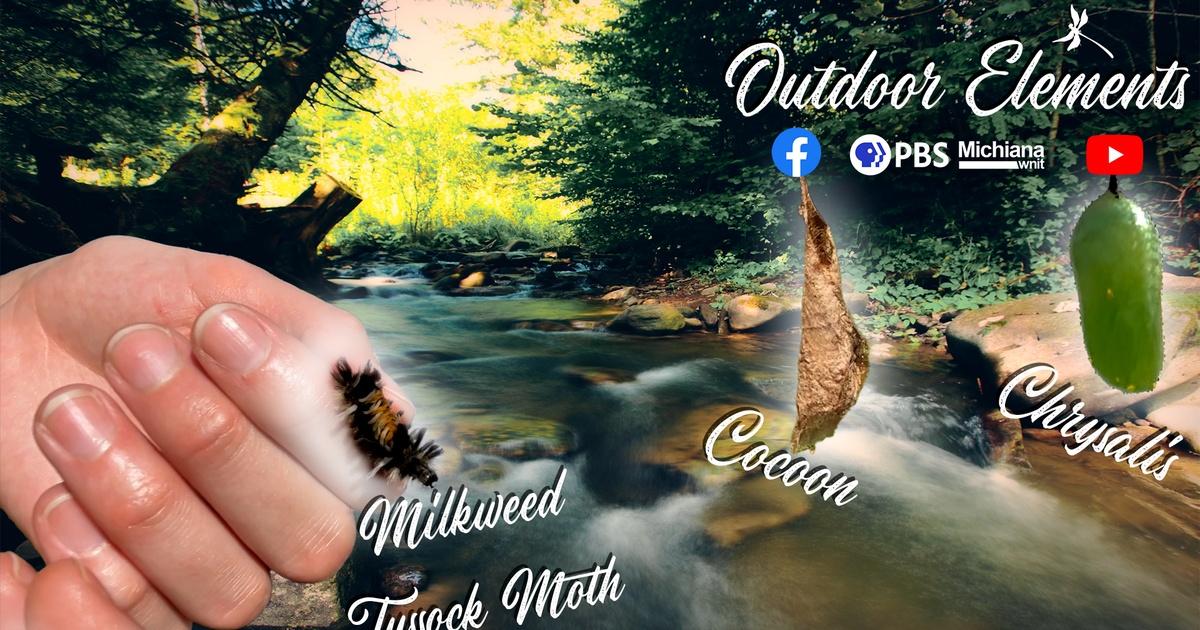 Outdoor Elements | Cocoons and Chrysalises | PBS