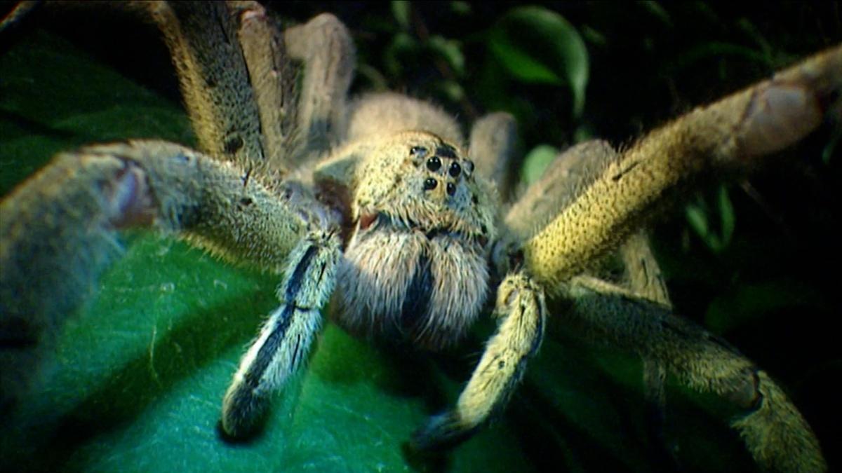 Deep Jungle: Monsters of the Forest | Nature | THIRTEEN - New York ...