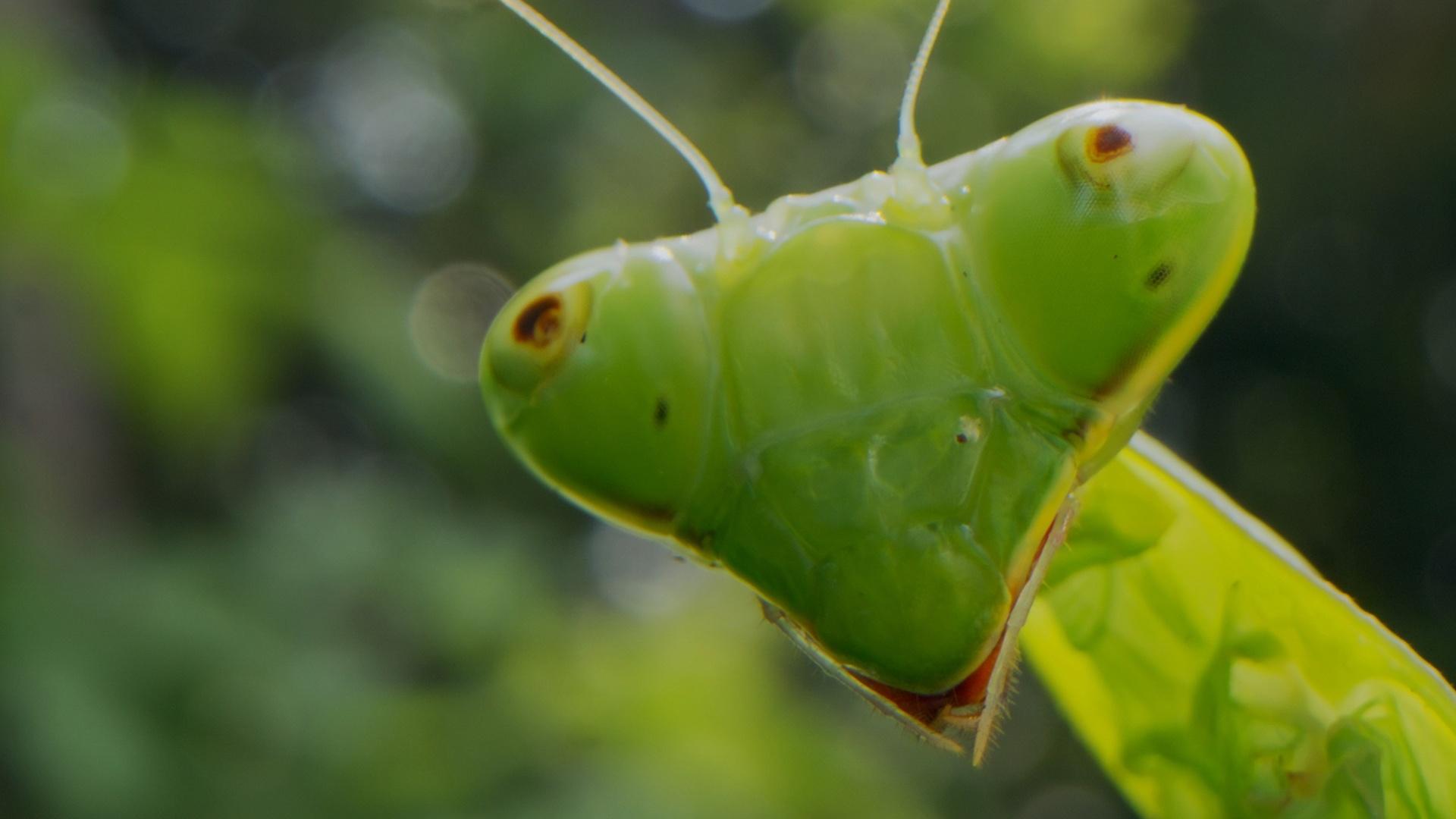 Series Preview | Bugs That Rule the World | THIRTEEN - New York Public ...