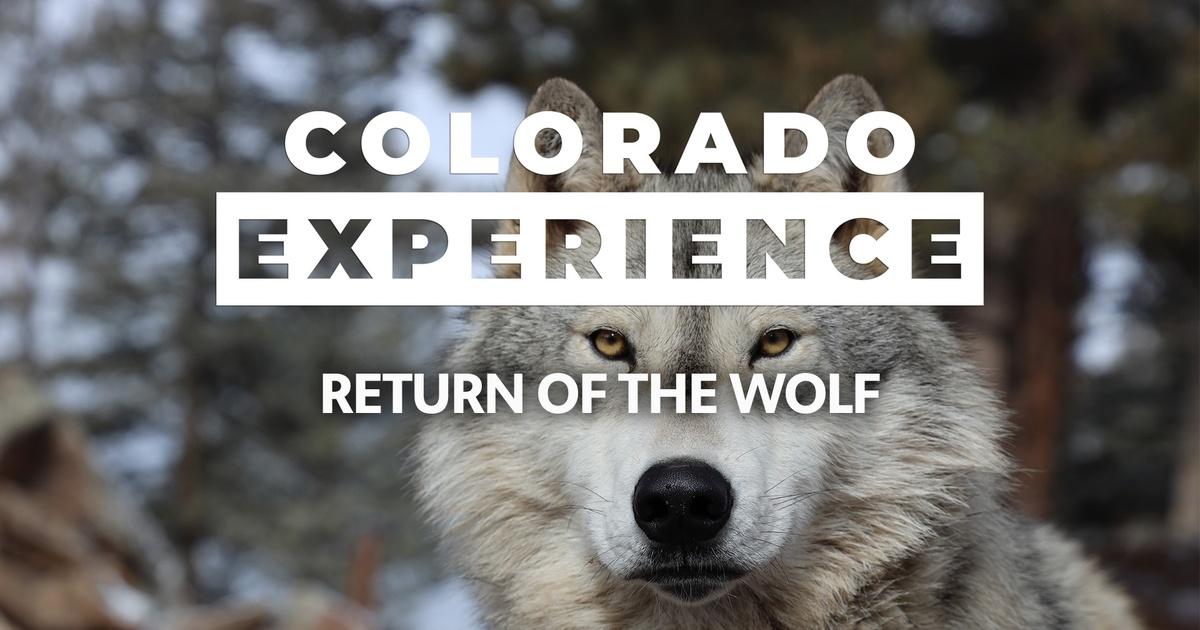 Colorado Experience | Return of the Wolf | Season 11 | Episode 6 | PBS