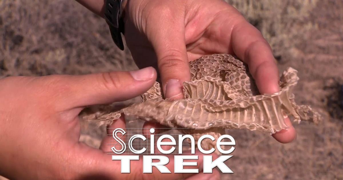 Science Trek | Snakes: Big, Small and Shedding Snakes | PBS