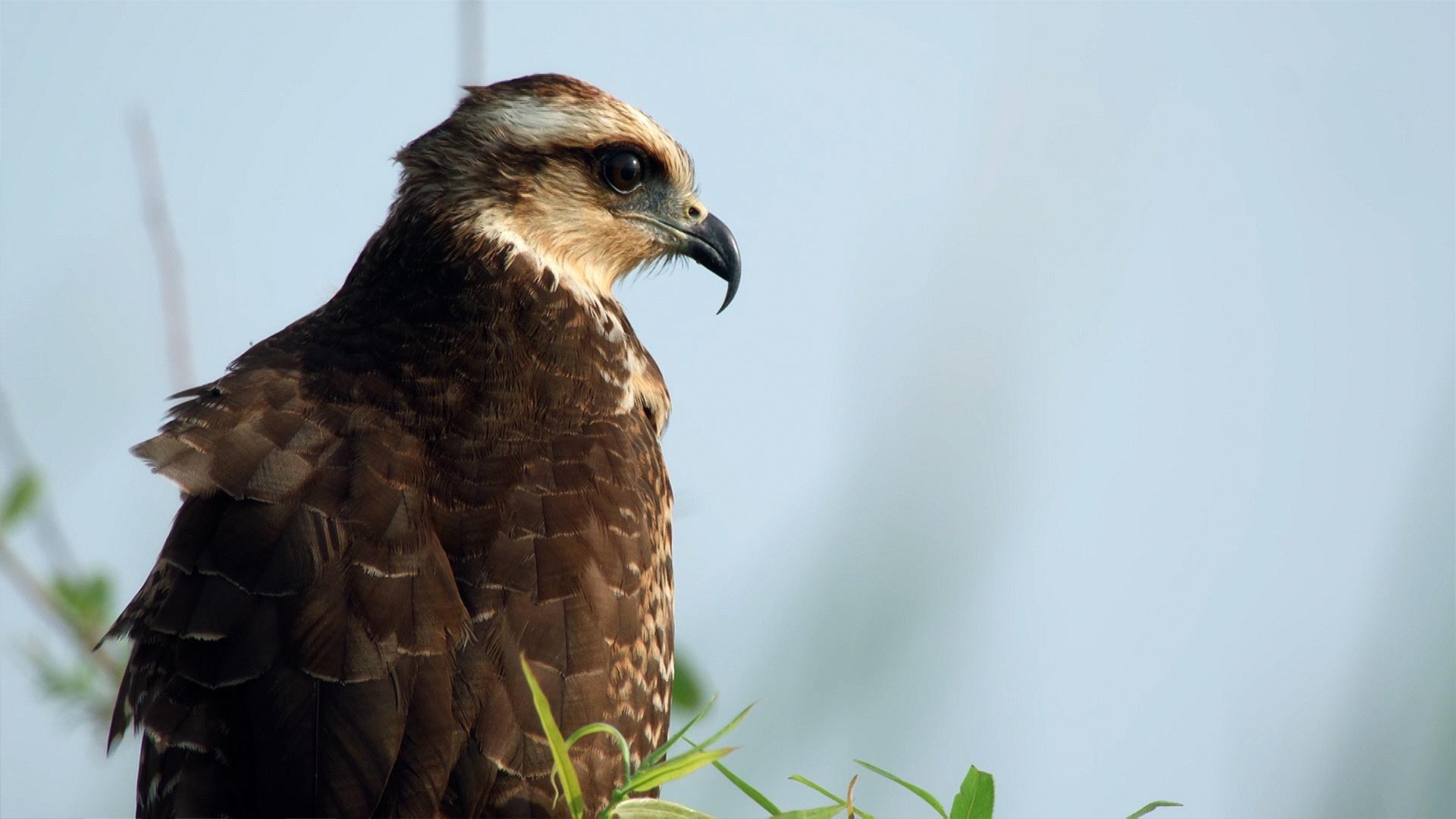 This Bird Is Evolving Right in Front of Us | Nature | THIRTEEN - New ...