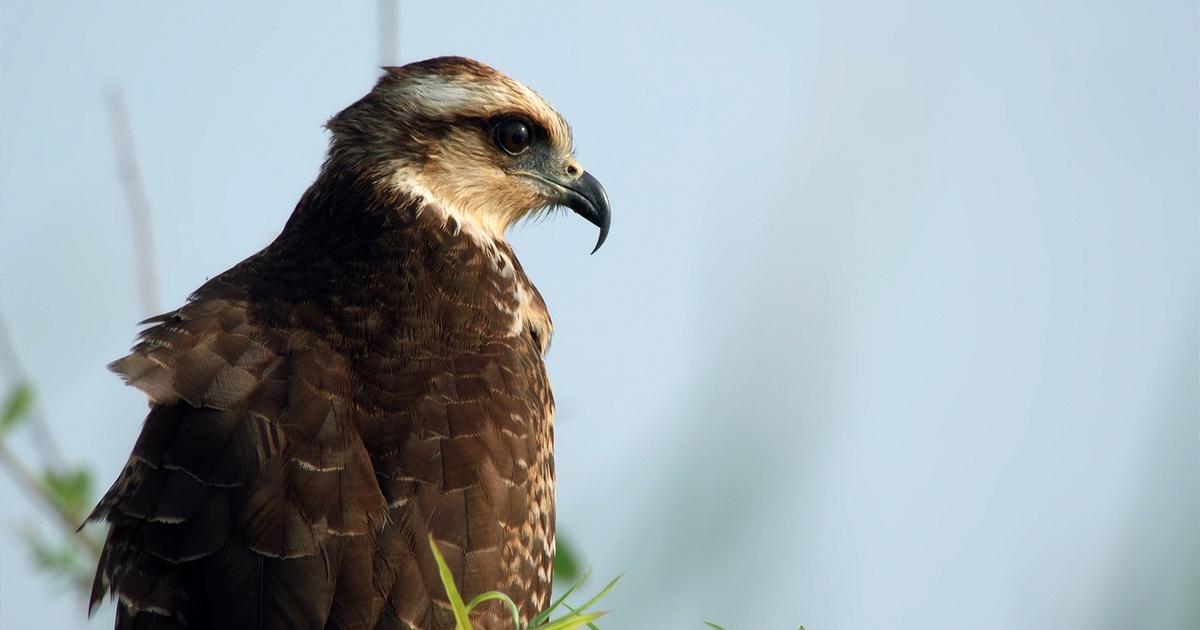 Nature | This Bird Is Evolving Right in Front of Us | Season 42 ...