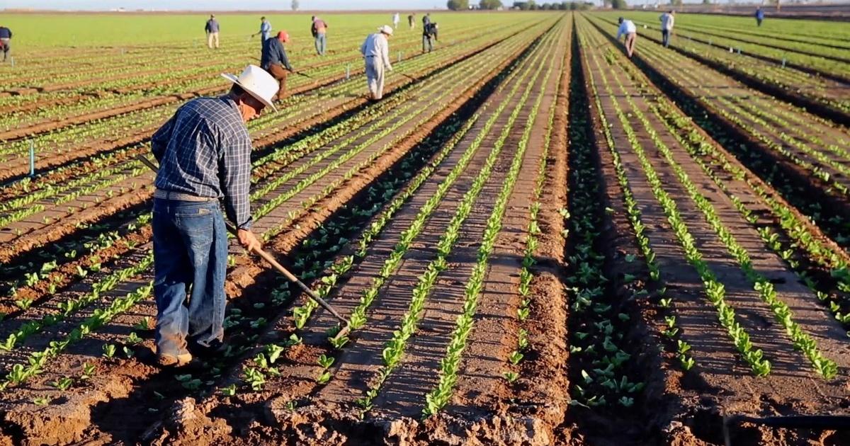 SoCal Update | Farmworkers Fight to Mail Votes to Union Elections ...