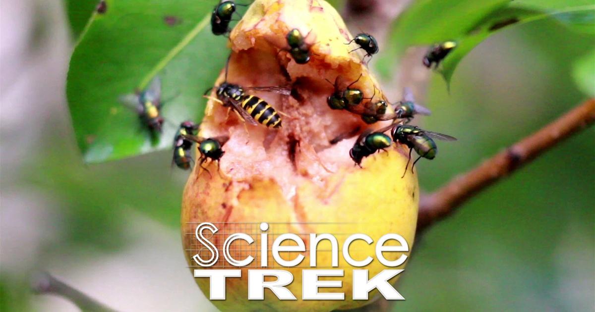 Science Trek | Garbage: Decomposers and Decay | PBS