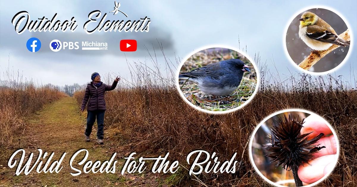 Outdoor Elements | Wild Seeds for the Birds | PBS