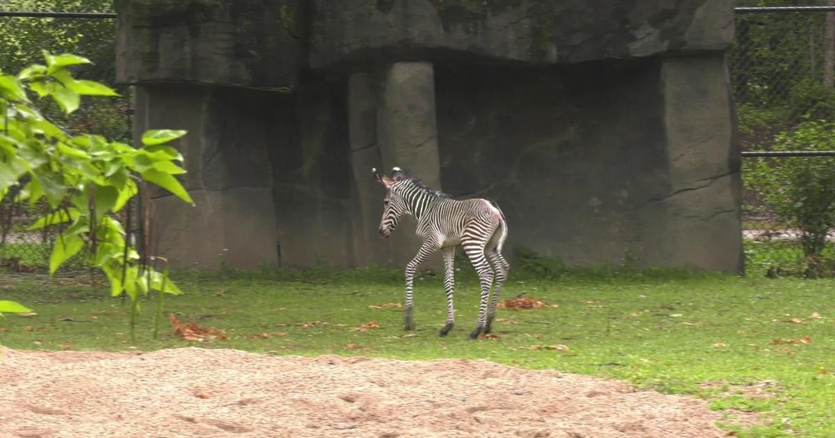 Chicago Tonight | Endangered Zebra Born at Brookfield Zoo | Season 2024 ...
