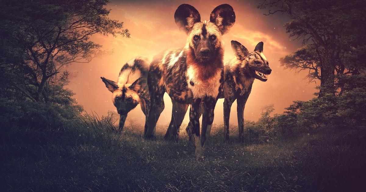 NOVA | Nature's Fear Factor Preview | Season 47 | Episode 9 | PBS