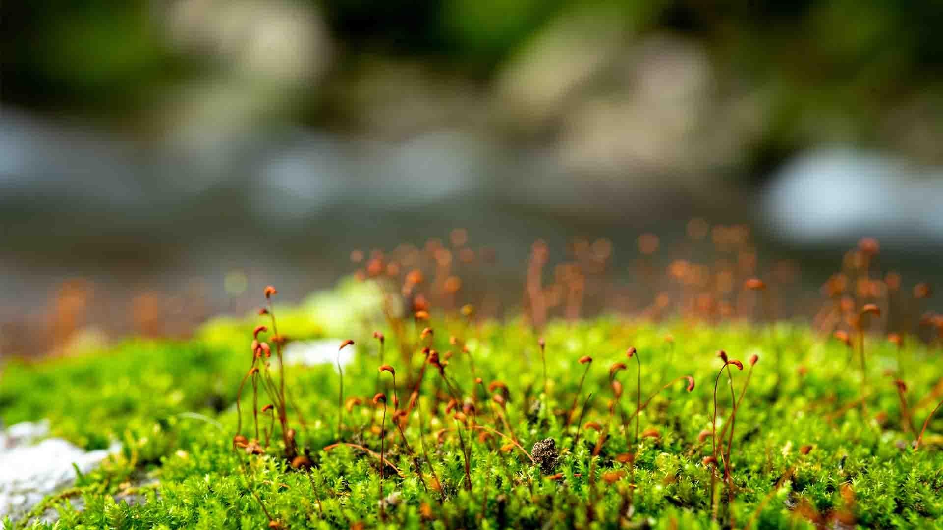 You Aren’t Paying Enough Attention to Moss | Untold Earth | THIRTEEN ...