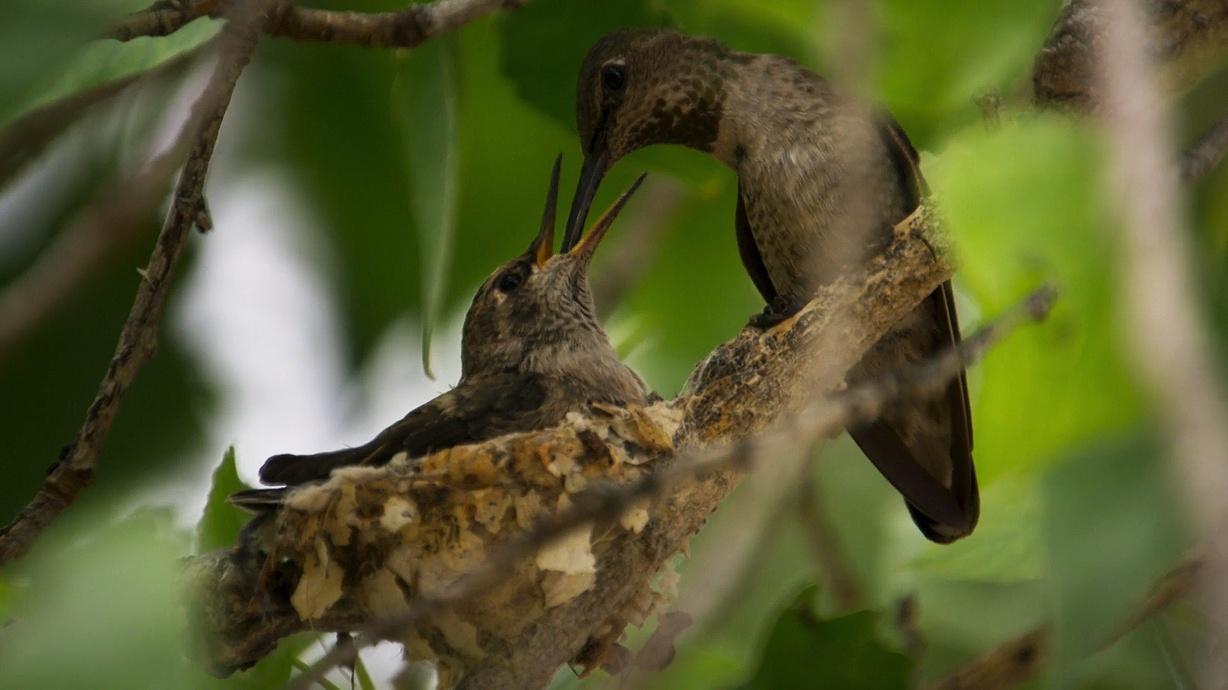 Anna’s Hummingbird Filmed Nesting for First Time in Big Bend | Watch on ...