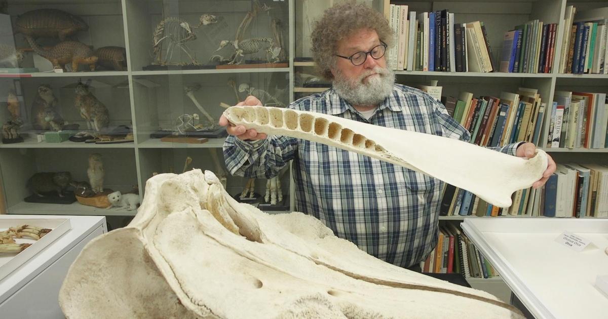 Mossback's Northwest | Seattle’s Complicated History With Orcas ...